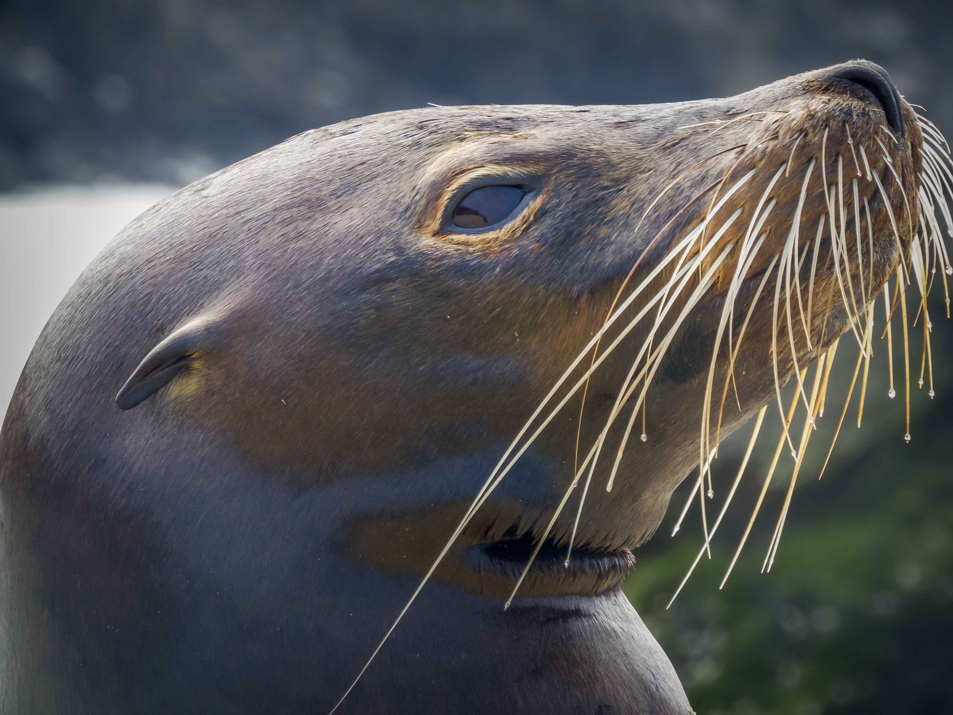Rare Galapagos Animals