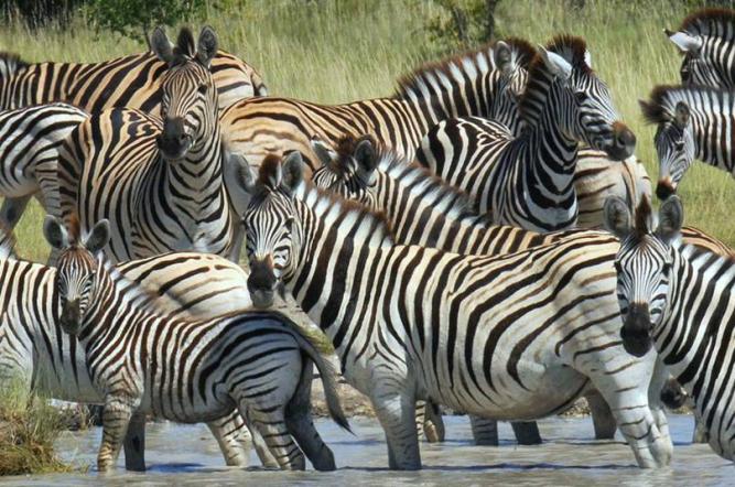 Wildlife Checklist | National Geographic Expeditions