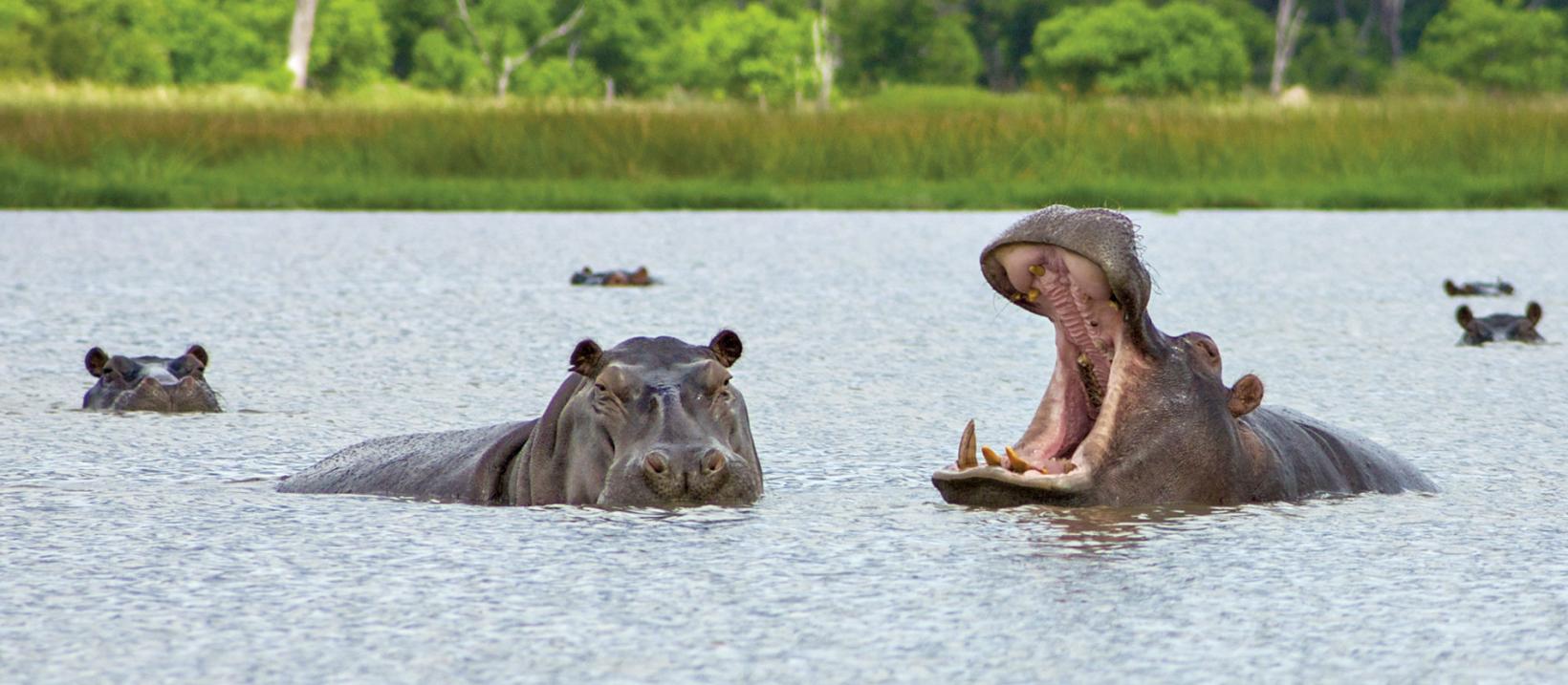 Botswana & Zimbabwe Safari & Tour Packages | National Geographic ...