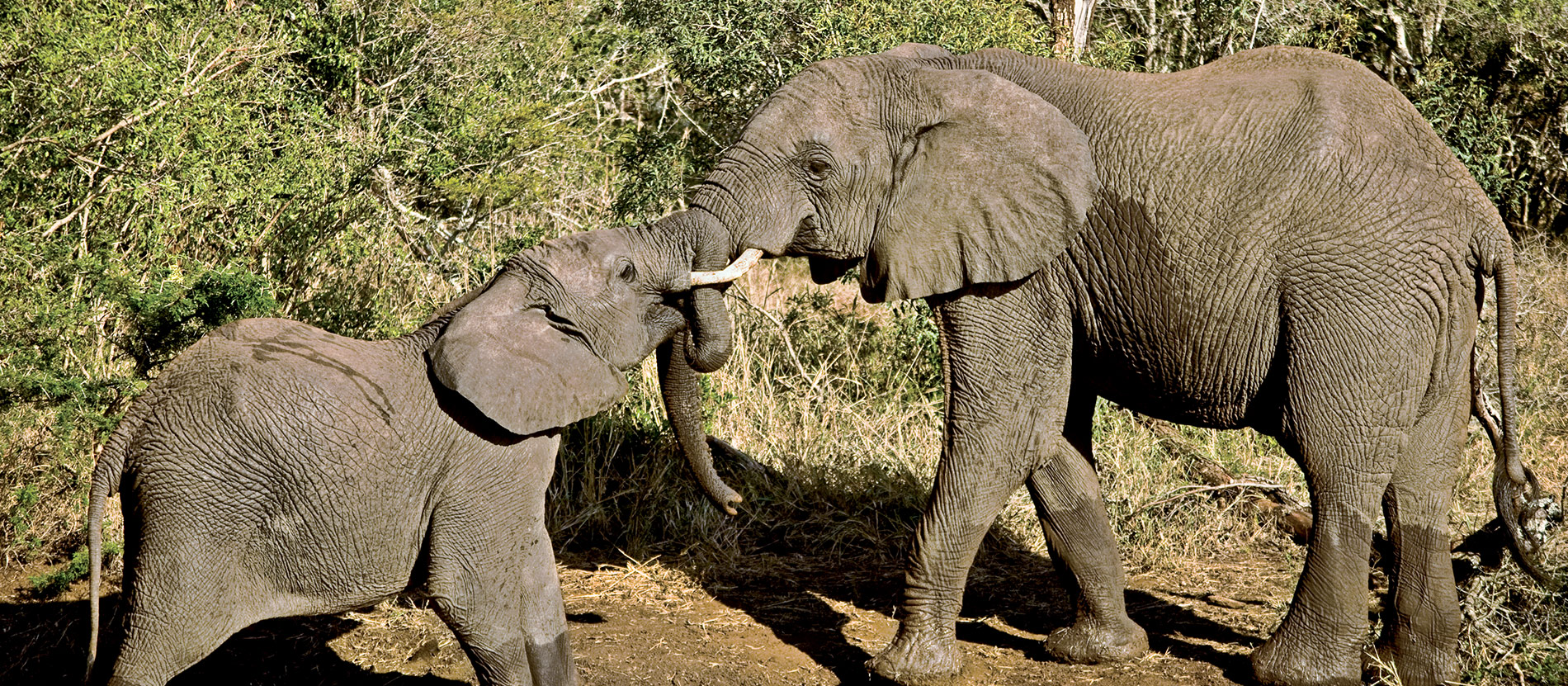 Elephant Kenya Safari