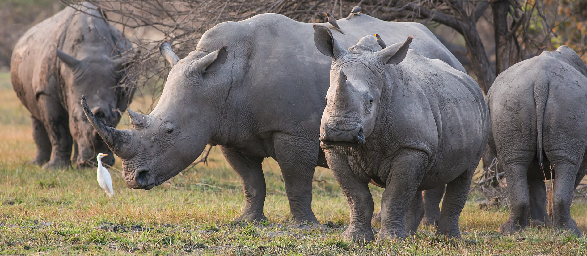 African Wildlife Safari