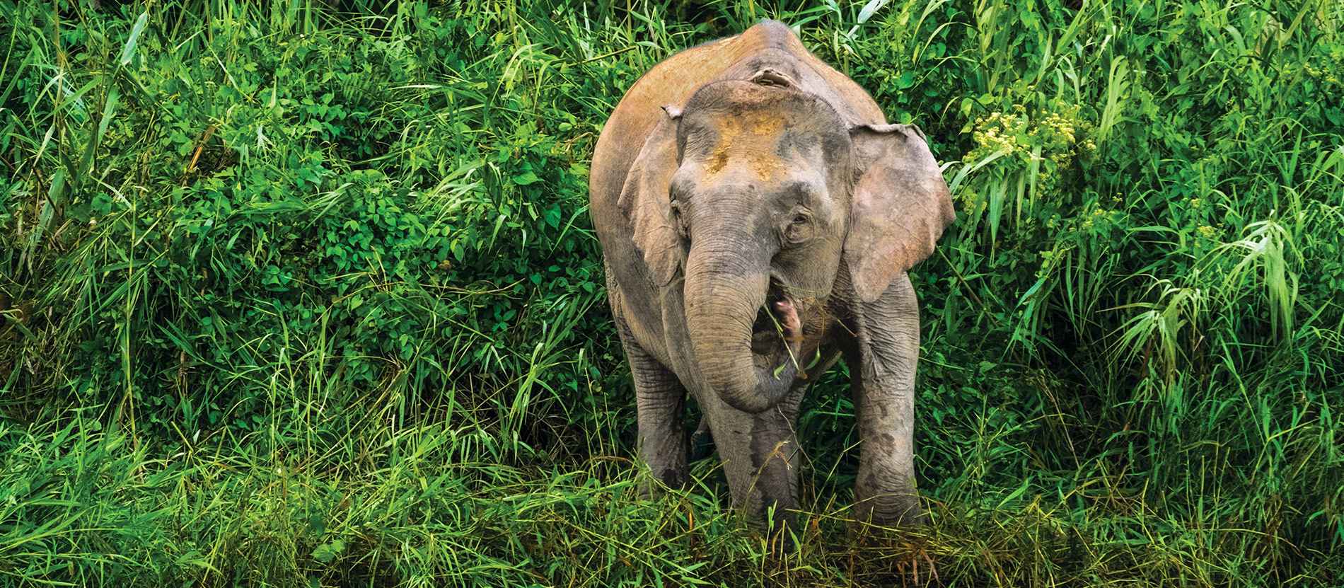 Best of Borneo: Borneo Cultural & Wildlife Safari Tours | National ...