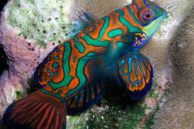 Palau Snorkeling Tour & Kayaking: Palau Trips | National Geographic ...