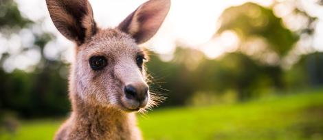 Iconic Australia & New Zealand | National Geographic Expeditions