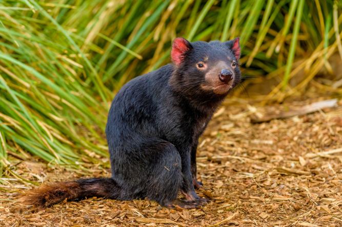 Australia: Reefs, Rainforests, and Wild Tasmania | National Geographic ...