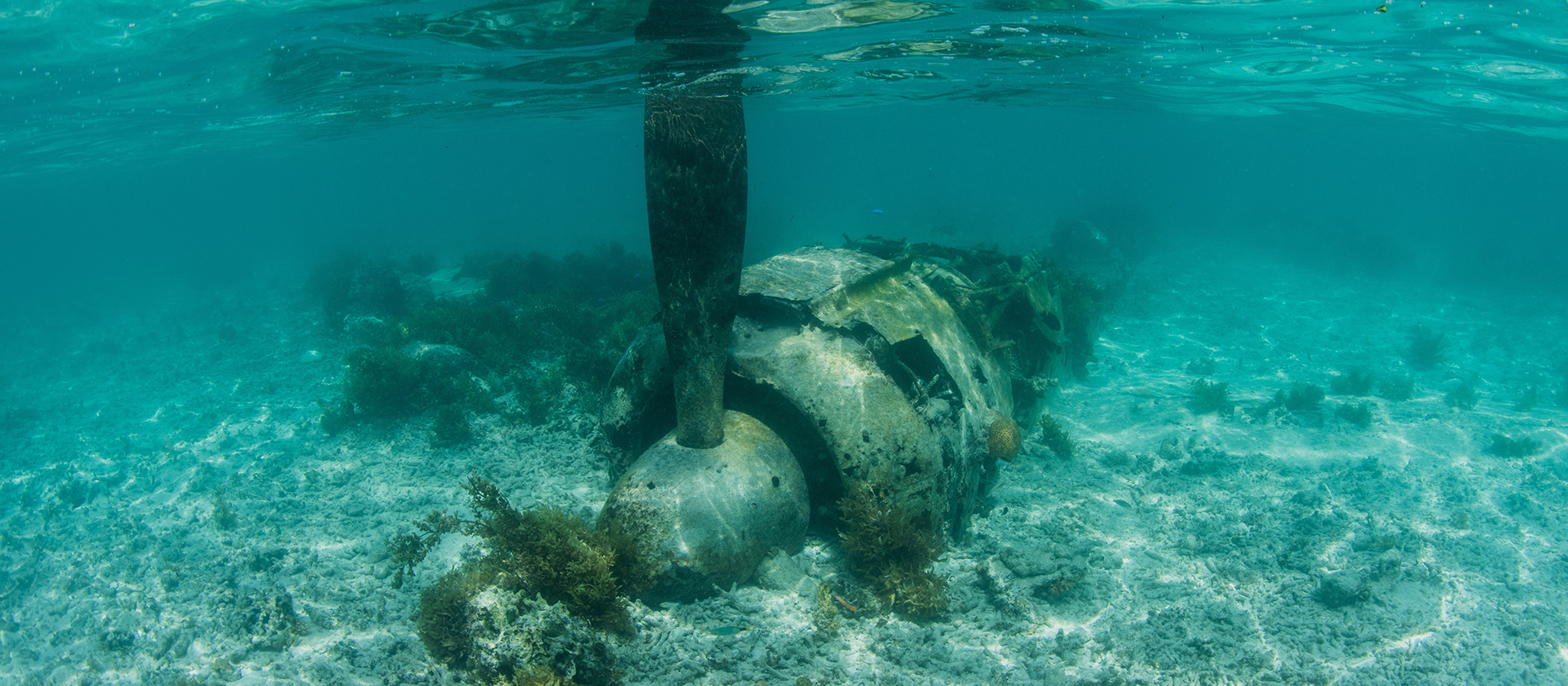 Palau: Beneath the Surface of a Living Ocean | National Geographic ...
