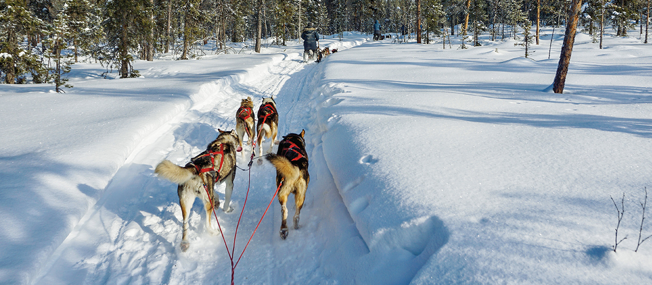 Sweden Dog Sledding Tours & Sweden's Ice Hotel | National Geographic ...