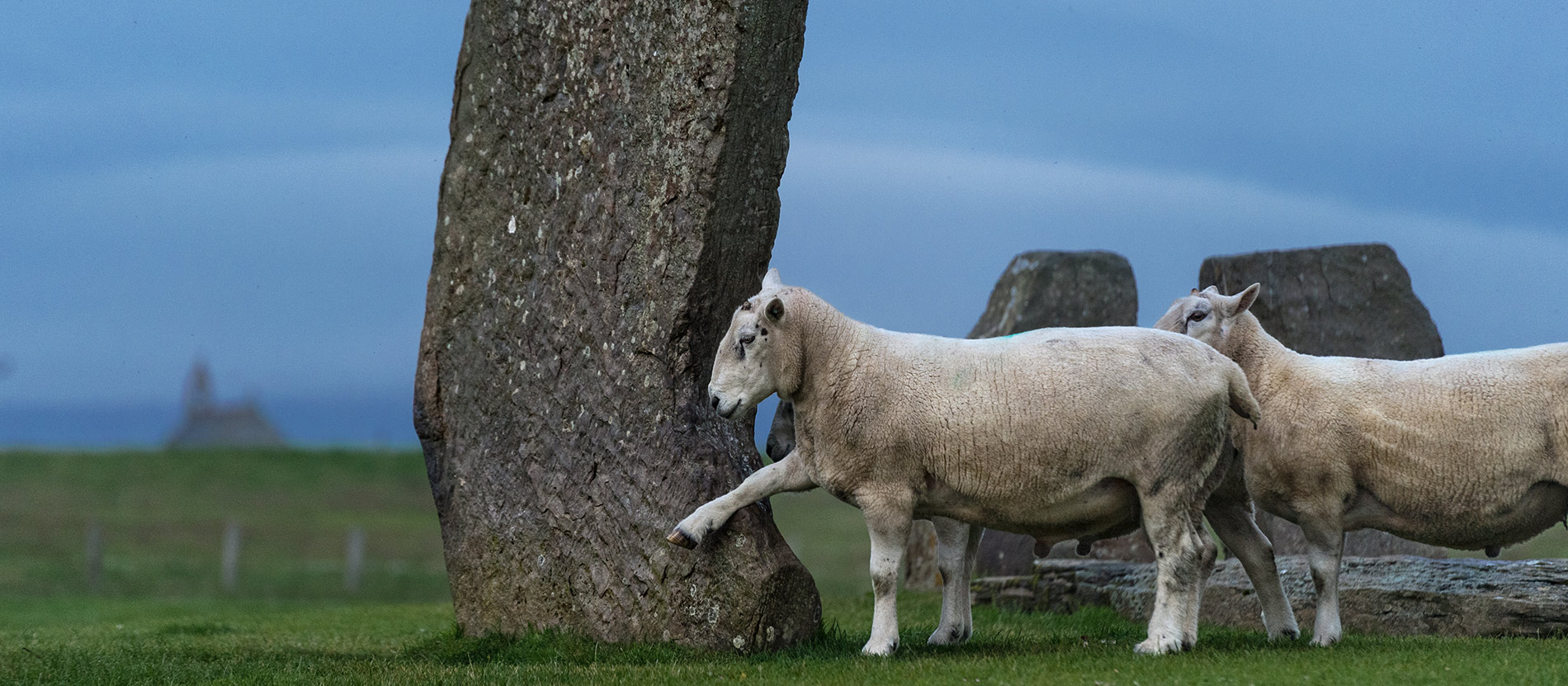 Scottish Sheep National Geographic My Love Affair With Scotland