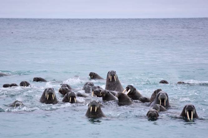 Kara Sea Cruise: Oslo Norway Vacation Package | National Geographic ...