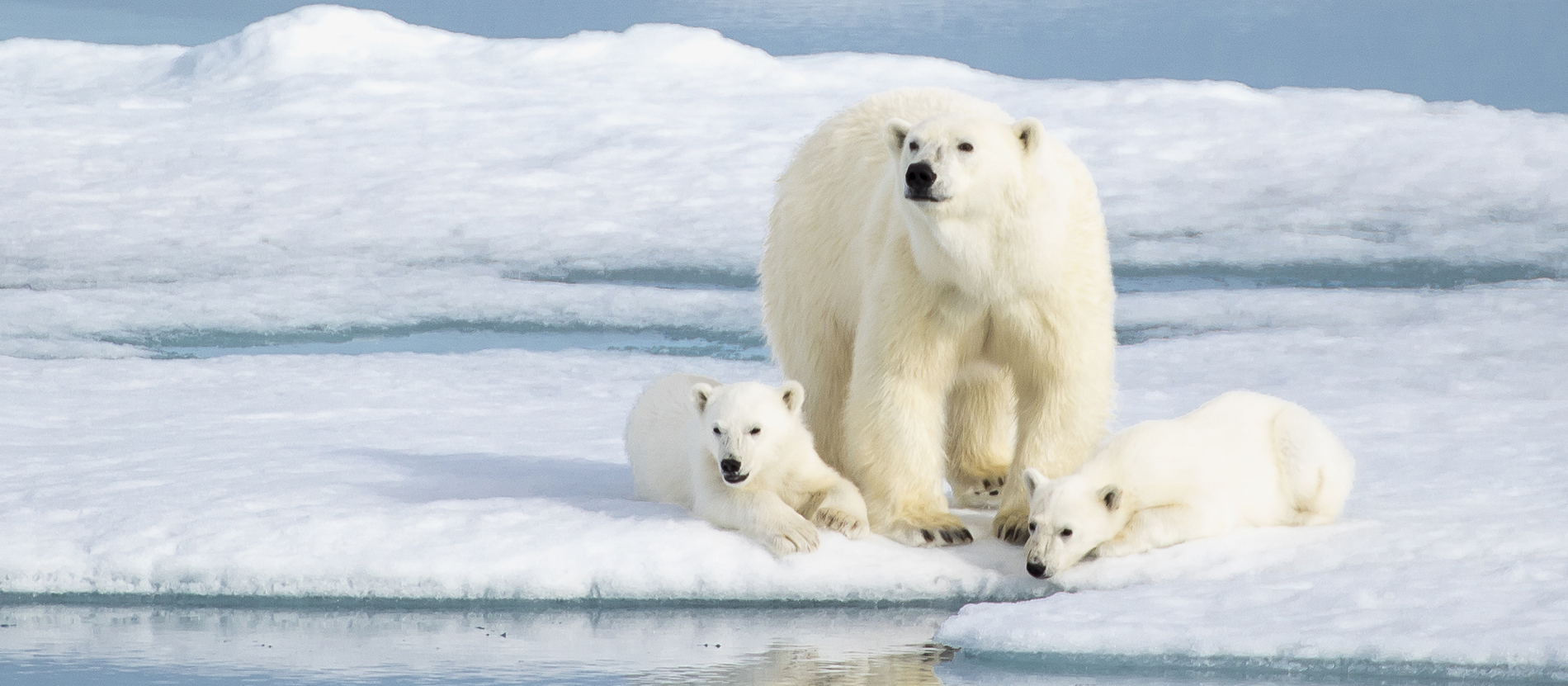 Svalbard in Spring: Polar Bears, Arctic Light and Epic Ice