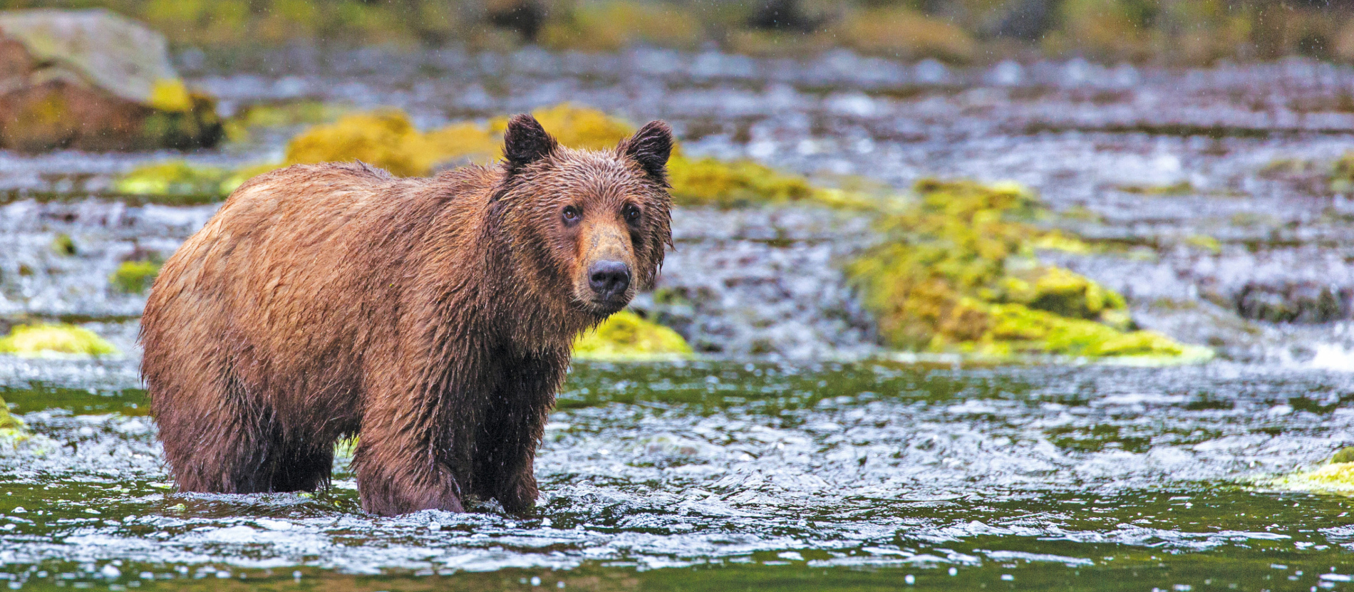 Alaska Expedition Cruises | National Geographic Expeditions