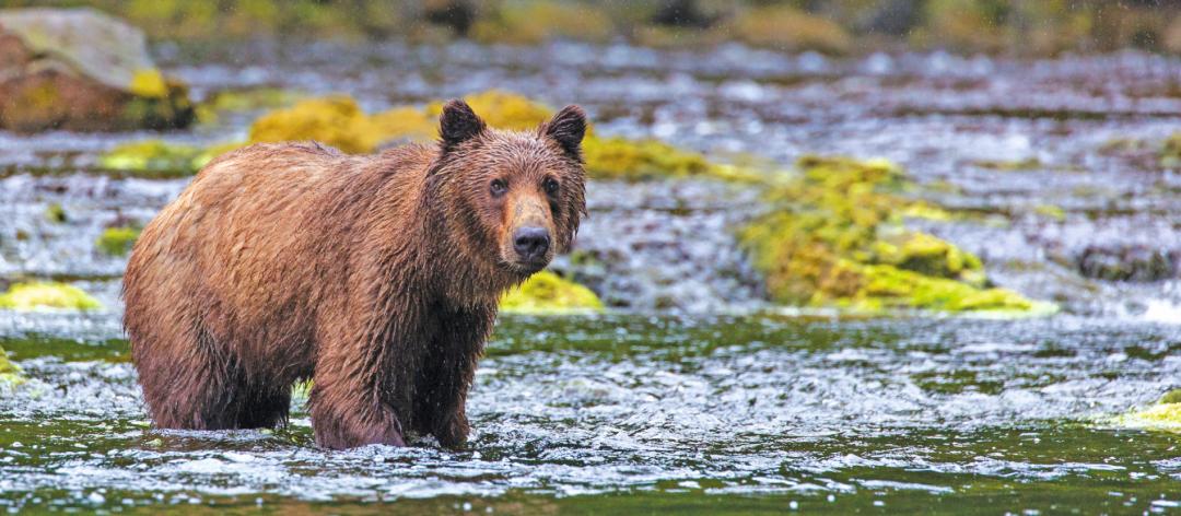 Alaska Expedition Cruises | National Geographic Expeditions