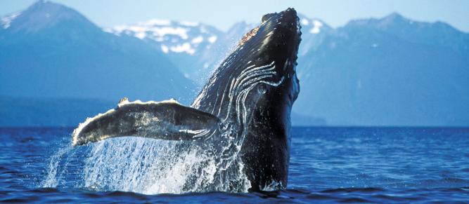 Alaska Expedition Cruises | National Geographic Expeditions