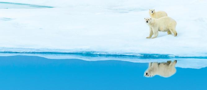 Polar Region Expedition Cruise Trips | National Geographic Expeditions