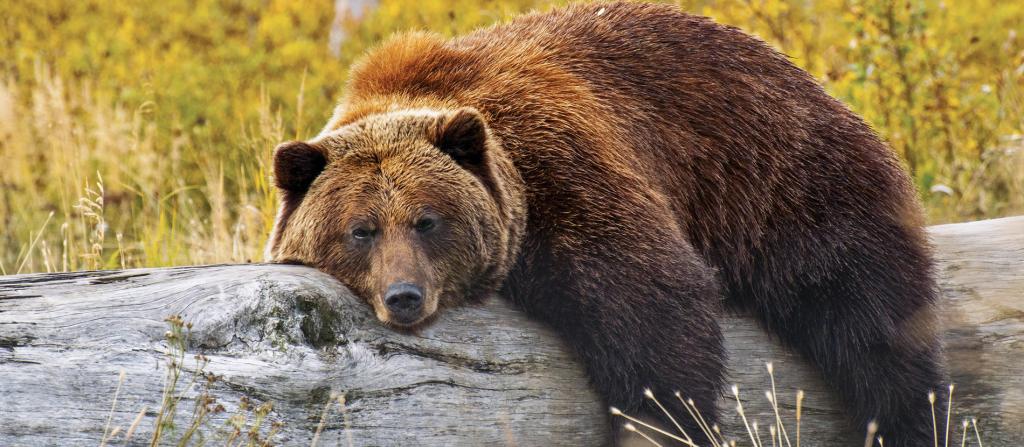 Alaska Journey: Alaska Small Group Tour & Vacation Packages | National ...