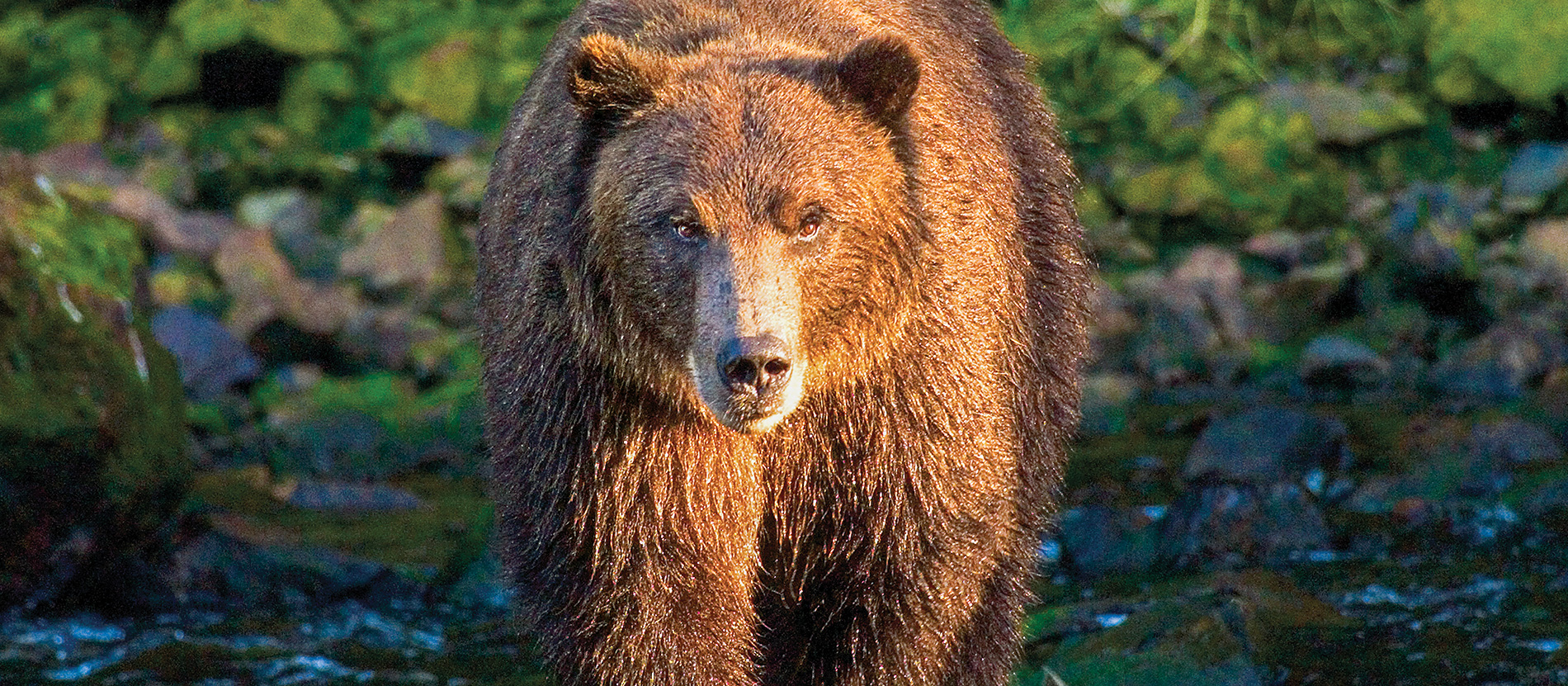Alaska Inside Passage Cruise Tour | National Geographic Expeditions