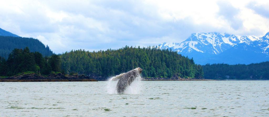 Alaska Inside Passage Cruise Tour | National Geographic Expeditions