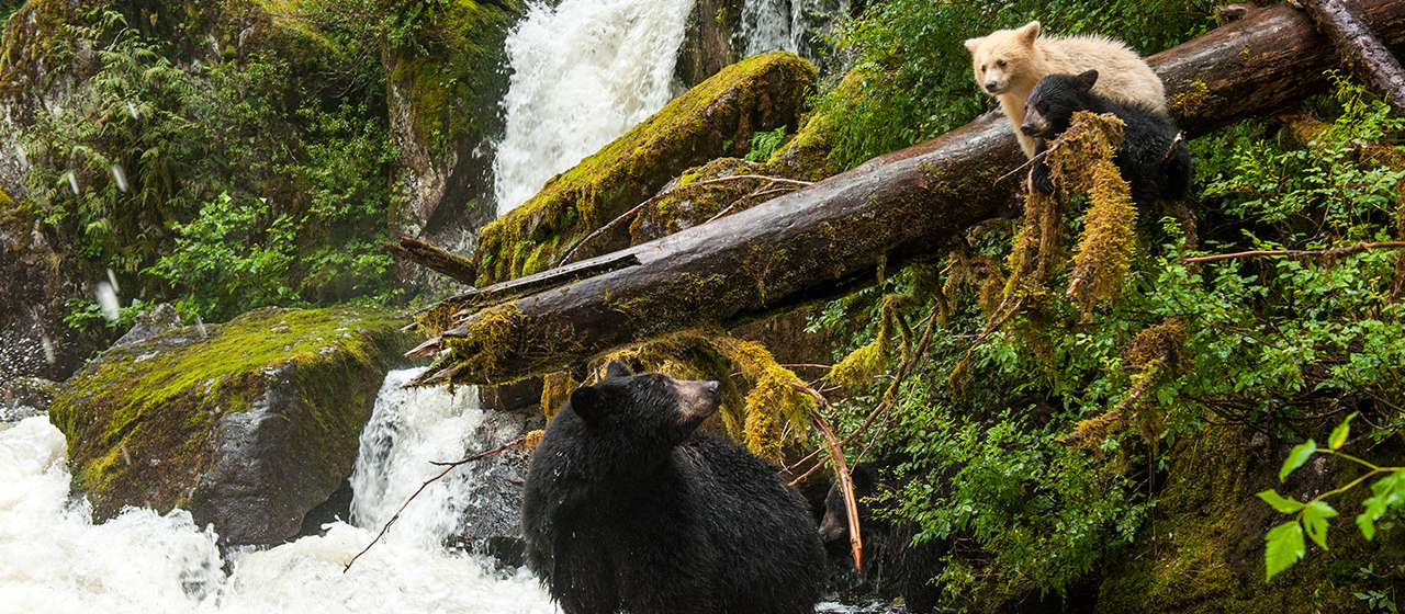 The Great Bear Rainforest Tour & Cruise | National Geographic Expeditions