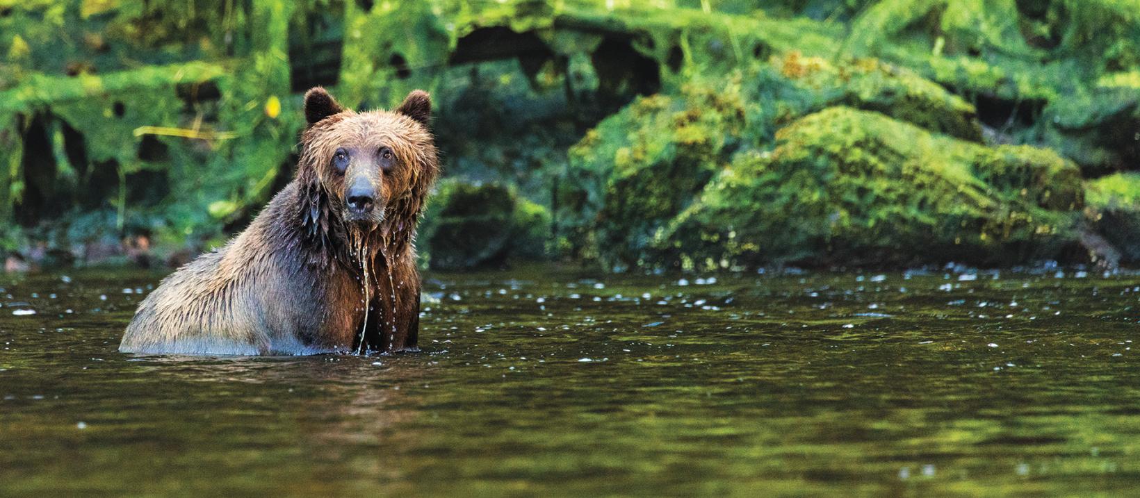Wild Alaska Cruise: Sitka To Juneau Cruise Tour | National Geographic ...