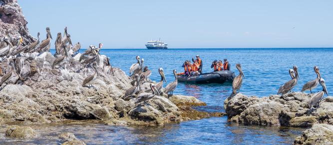 Baja California Expedition Cruises | National Geographic Expeditions