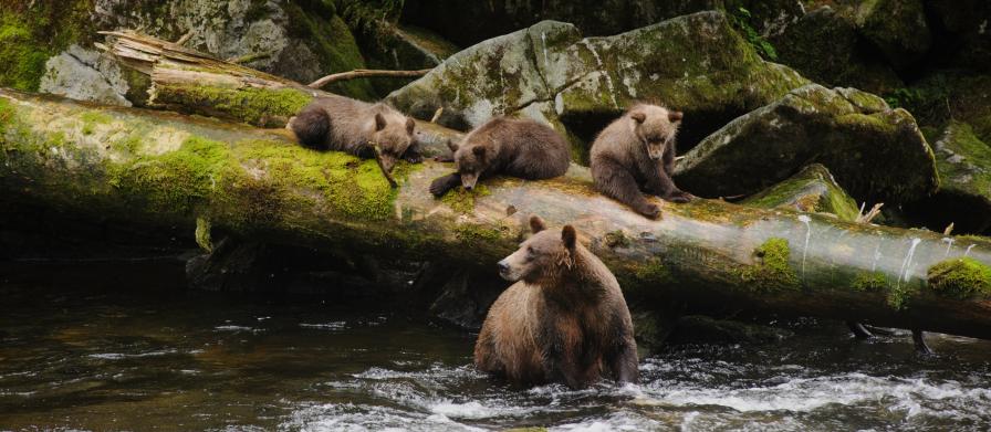 Exploring Alaska, Great Bear Rainforest and the San Juan Islands