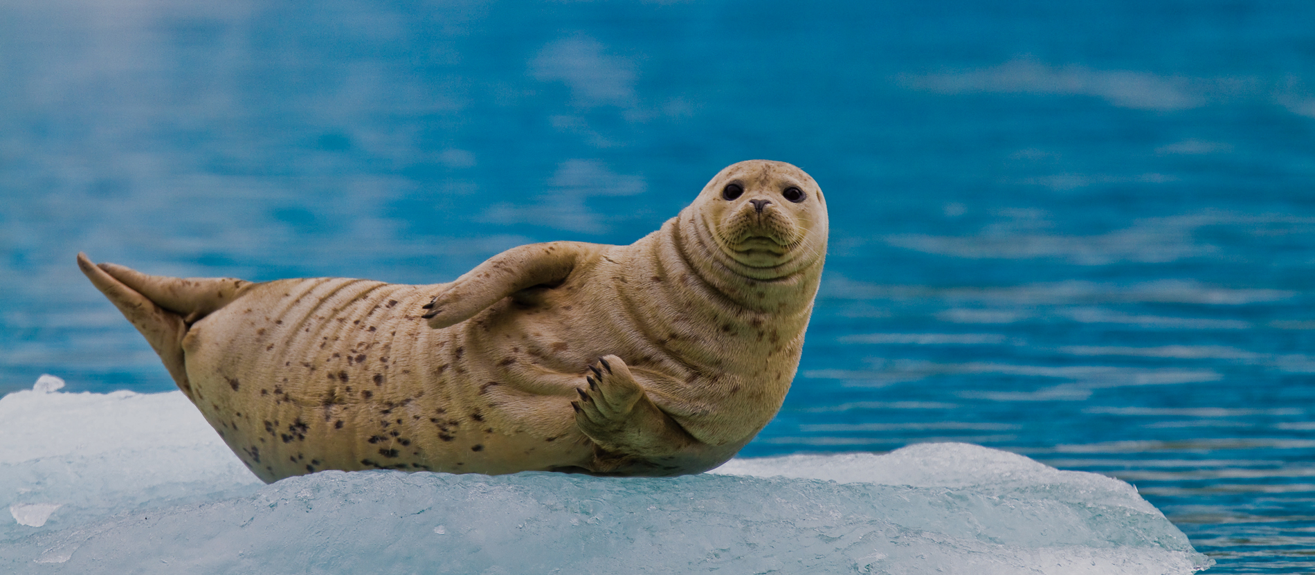 Exploring Alaska, Great Bear Rainforest and the San Juan Islands