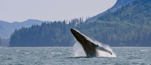 Exploring Southeast Alaska’s ABC Islands | National Geographic Expeditions
