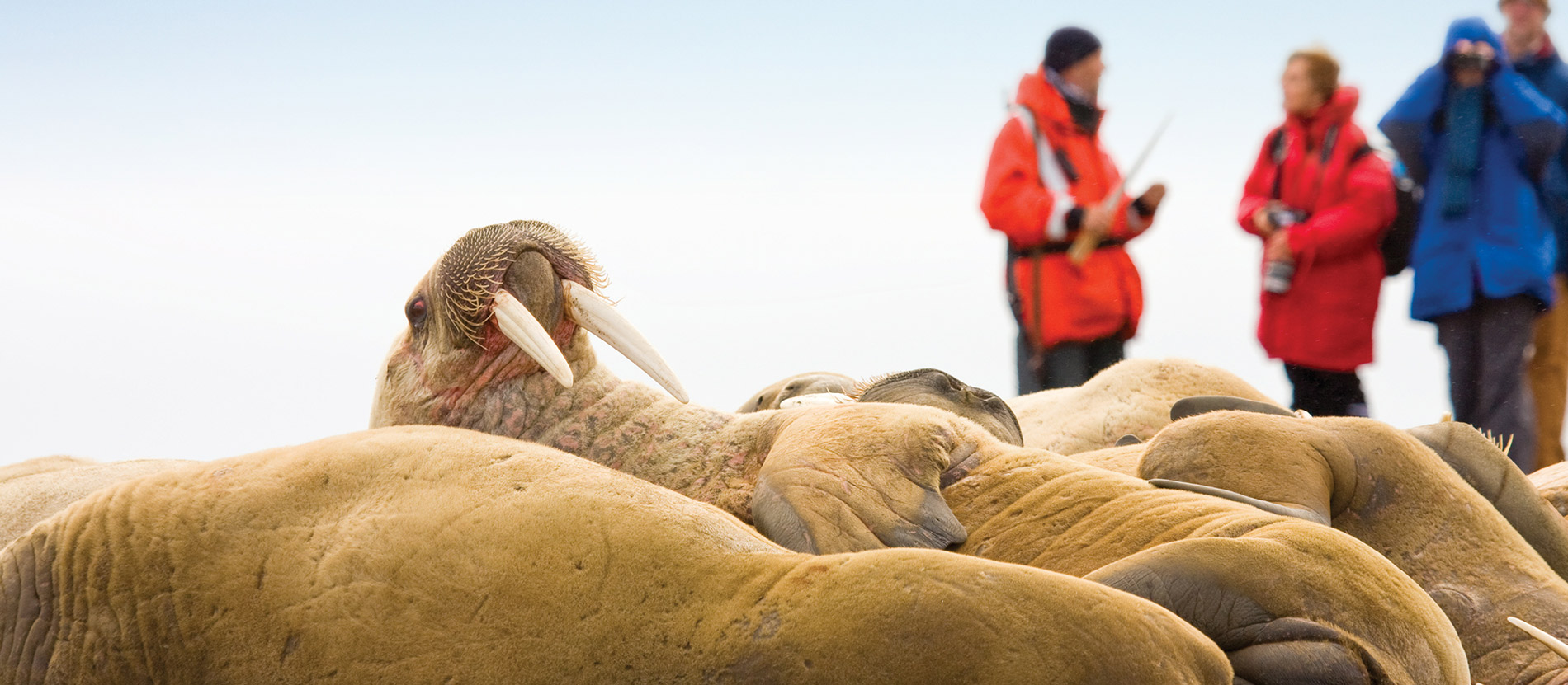 Polar Bear Cruise Tour in Svalbard, Norway | National Geographic ...