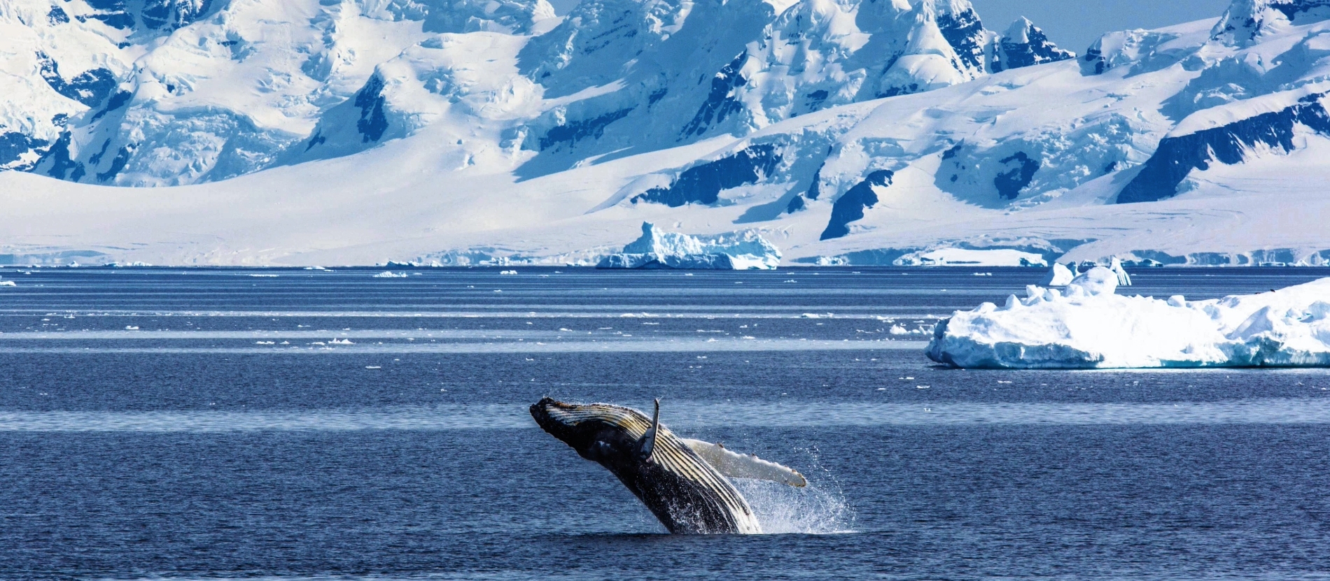 Antarctica Direct 9-Day | National Geographic Expeditions