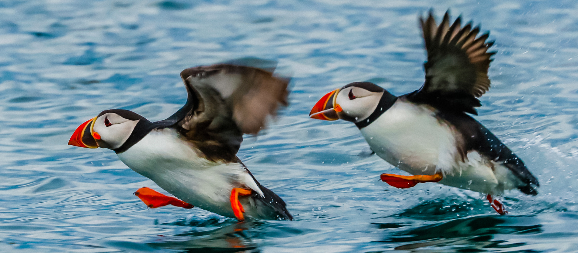 Arctic Edges: Iceland Westfjords to East Greenland | National ...