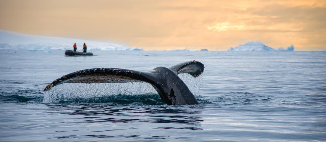 Antarctic Expedition Cruise | National Geographic Expeditions