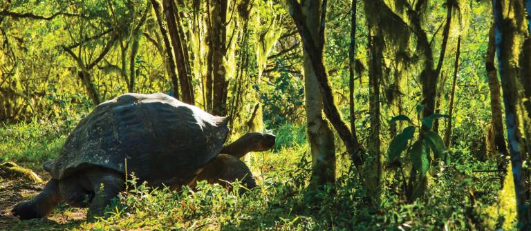 Galápagos Escape: An 8-Day Voyage | National Geographic Expeditions