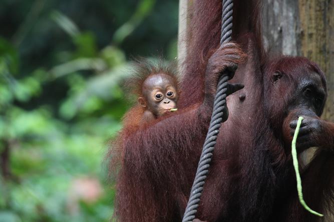 Borneo Rainforest & Wildlife Reserve Safari | National Geographic ...