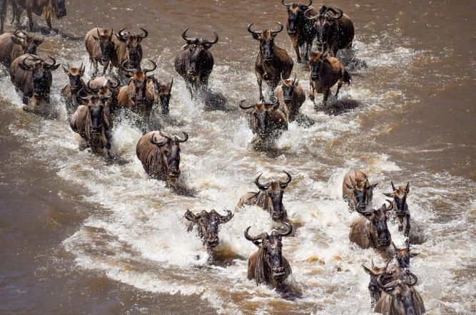 What Are Some Safari Animals