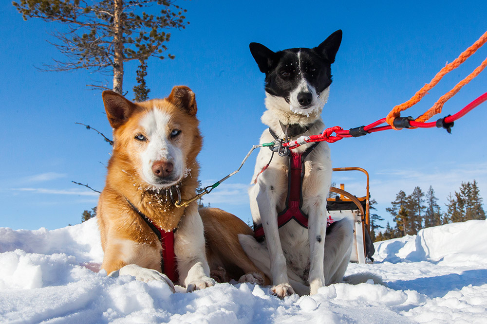 Dog Sled Team Call Of The Wild