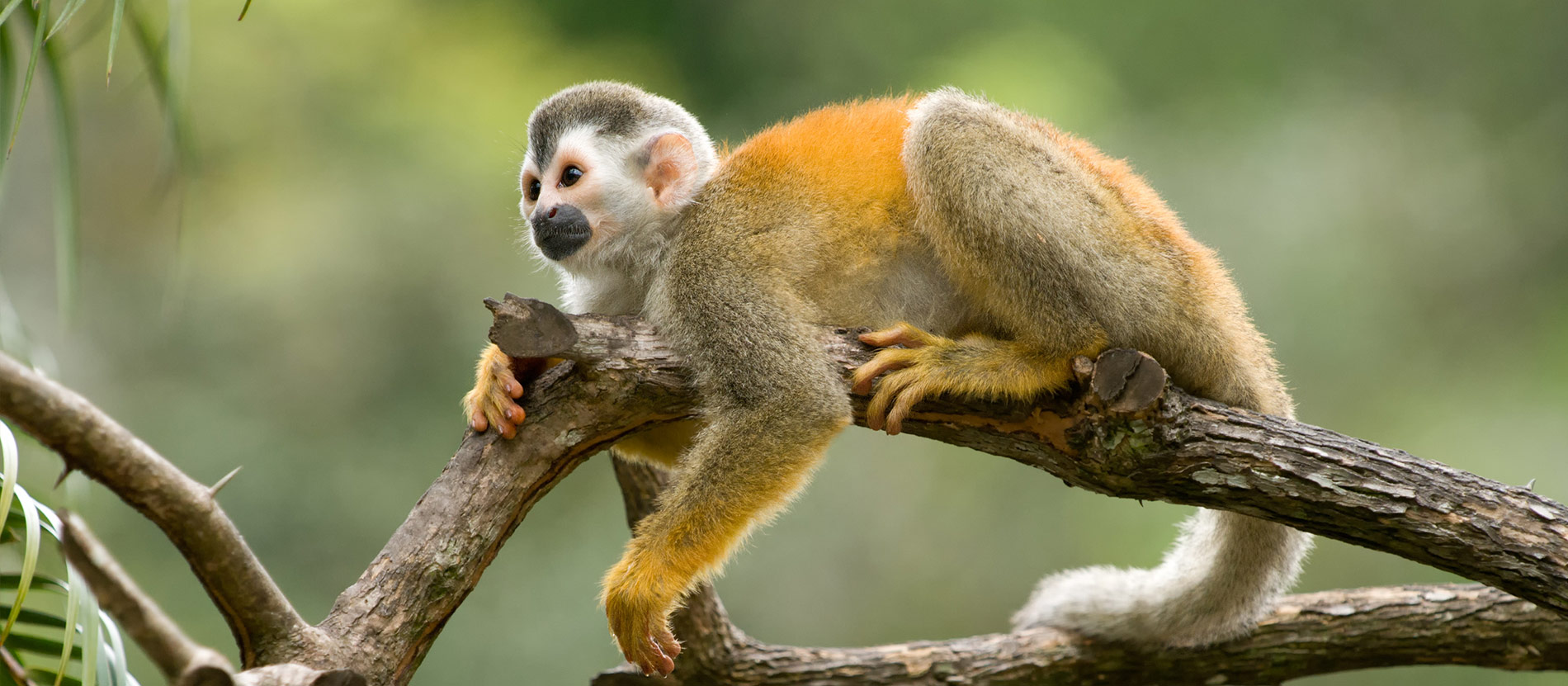 Costa Rica Tour, Travel & Vacation Packages | National Geographic ...