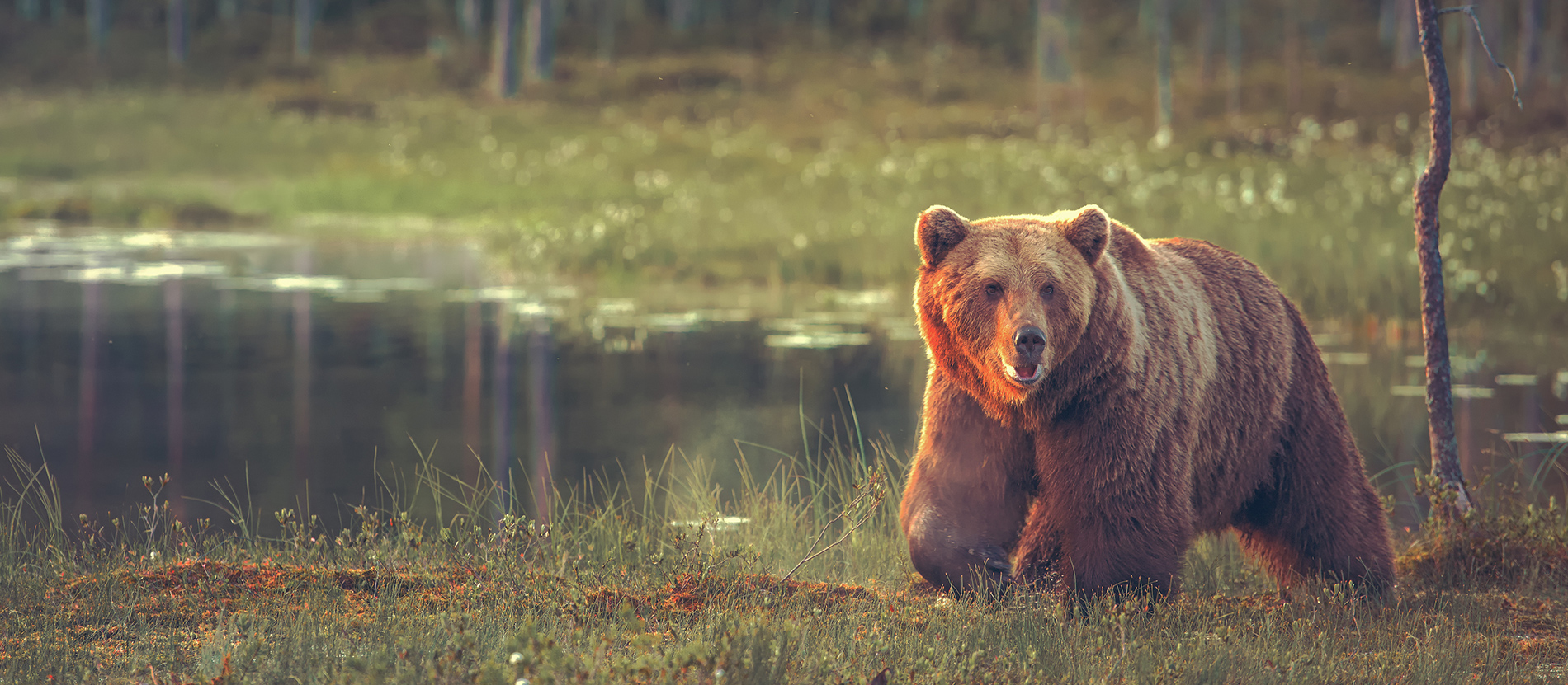 Wildlife & Nature Tours, Travel & Trips | National Geographic Expeditions