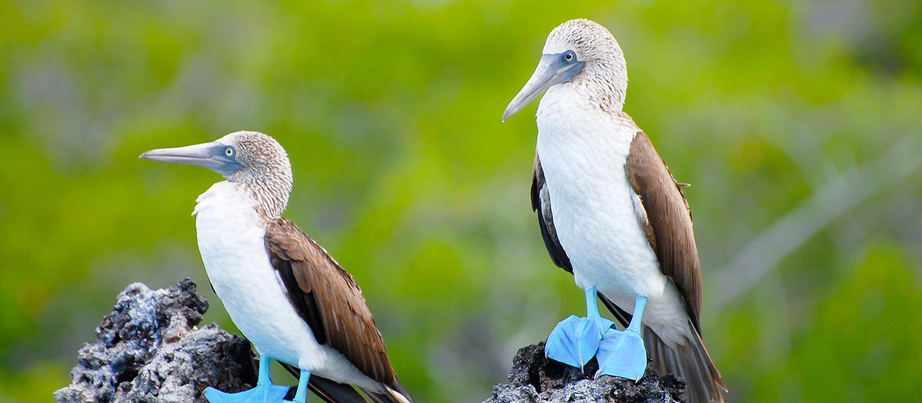 Wildlife & Nature Tours, Travel & Trips | National Geographic Expeditions