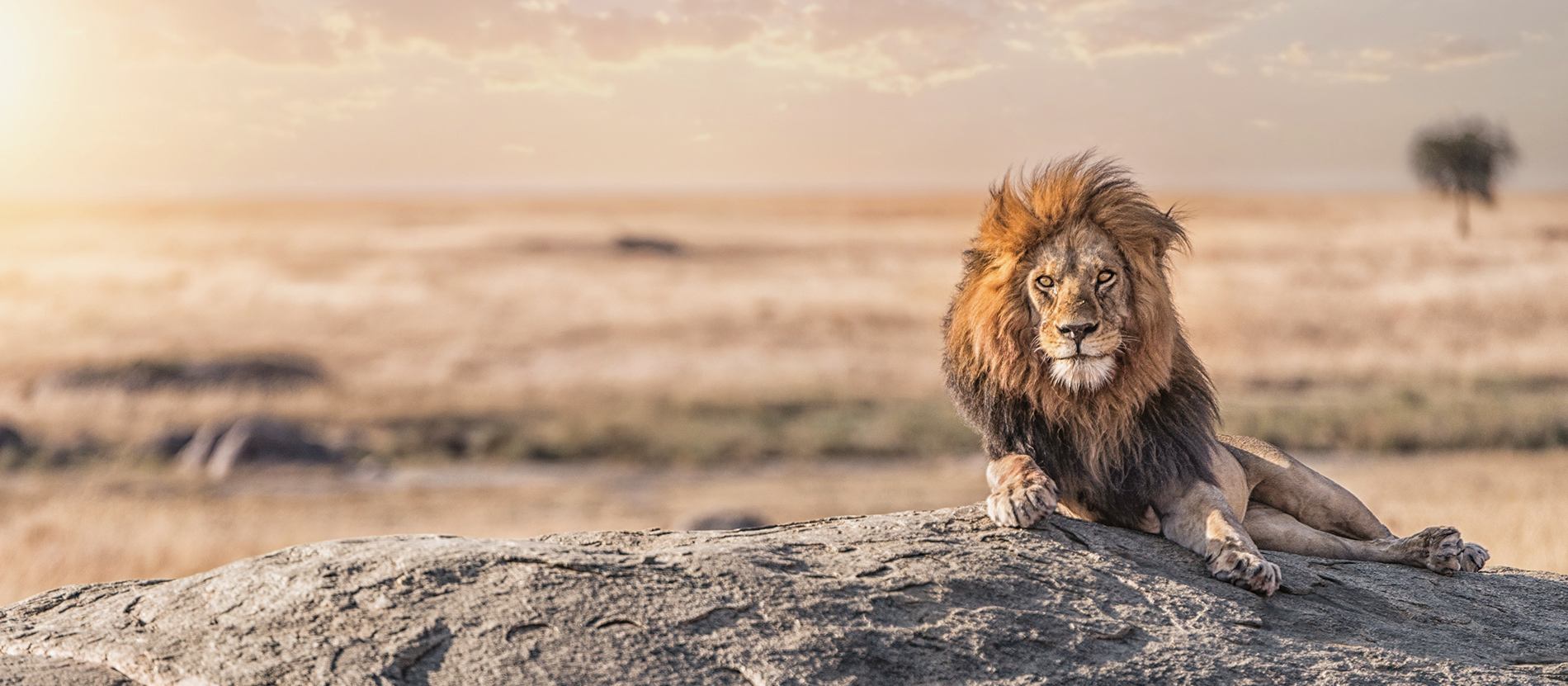 Thank You | National Geographic Expeditions