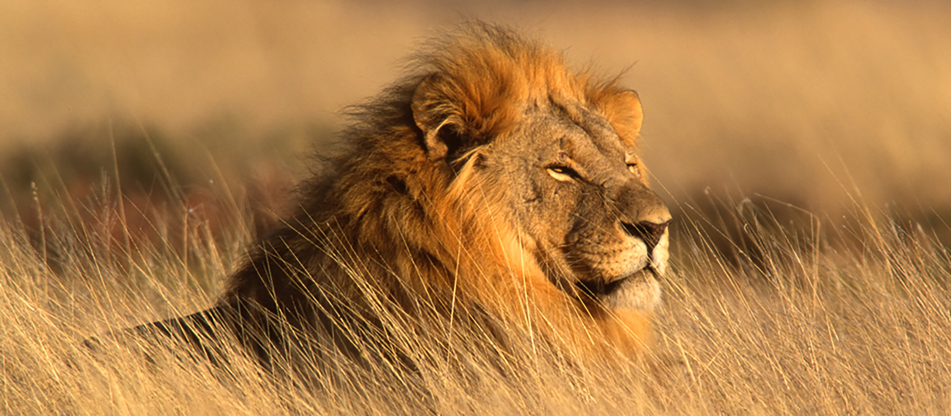 Discover a World of Wildlife