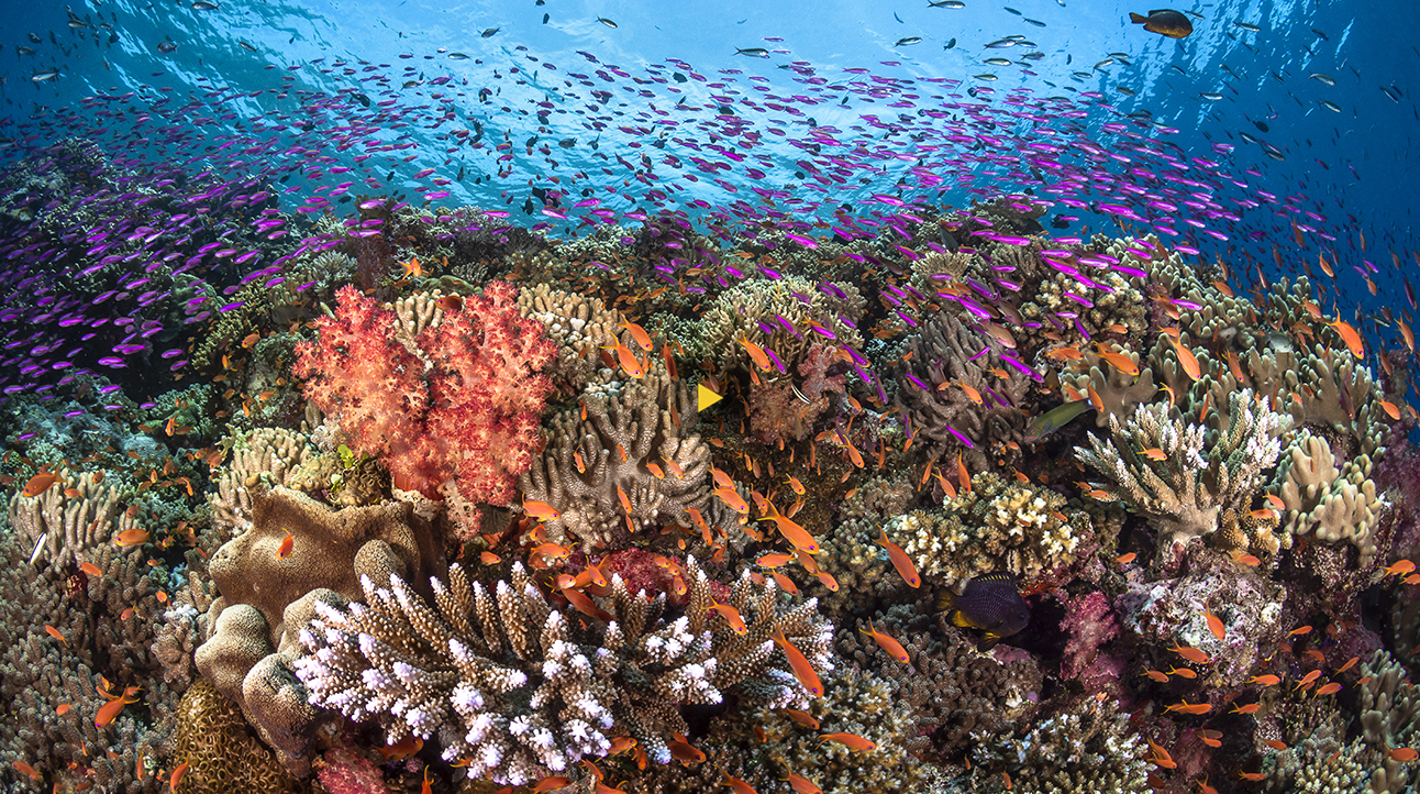 PAID CONTENT FOR SHEBA - GROWING HOPE