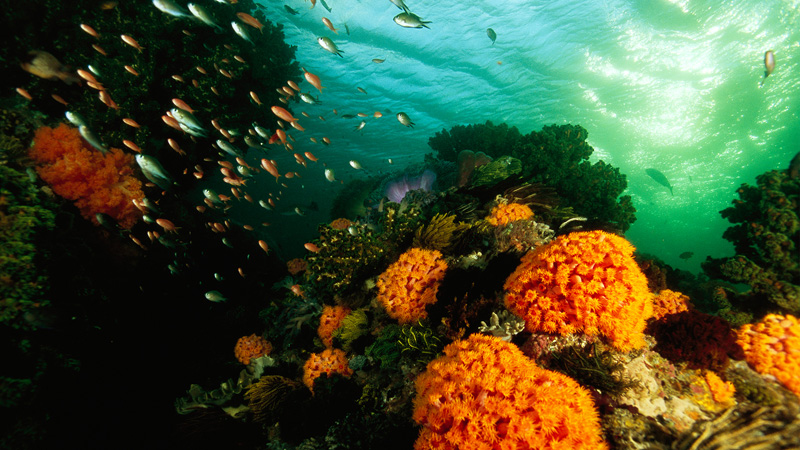 Making an Impact for Our Planet | National Geographic