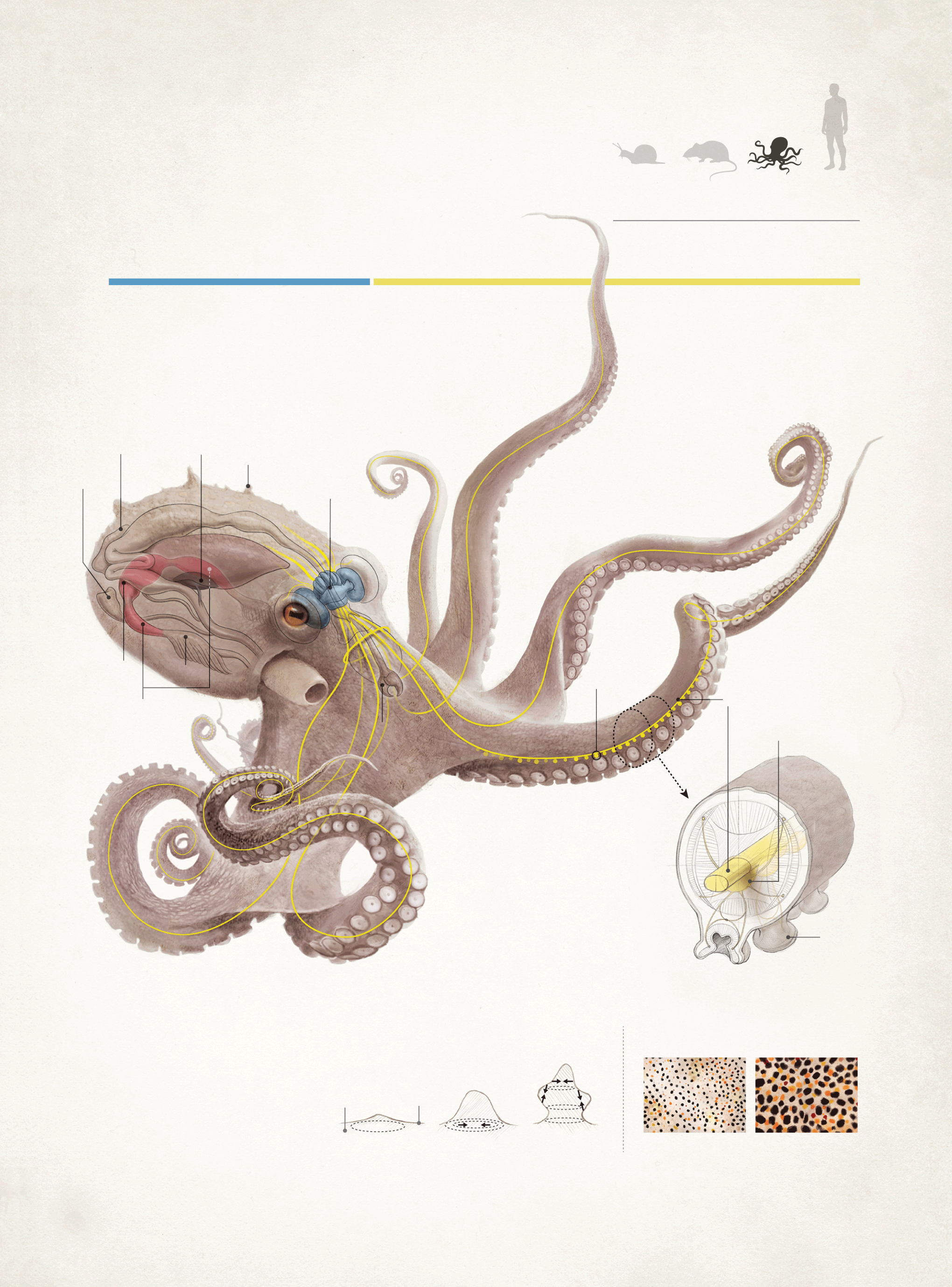 Octopus Anatomy