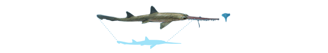 Japanese sawshark