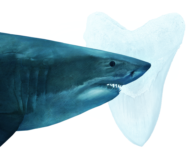 Megalodon