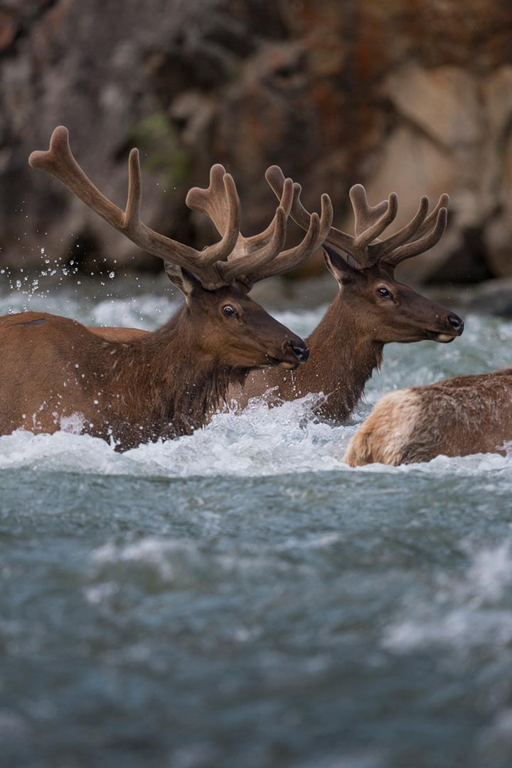 Follow the Perilous Journey of Yellowstone Elk