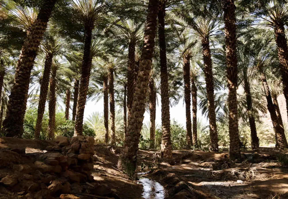 AlUla - Wonder of Arabia