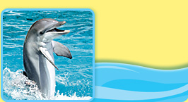 Dolphins at Play: Pictures, Facts, Resources--National Geographic ...