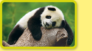 China Animals: A Giant Panda Grows Up--Pictures, Facts, Resources