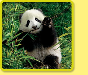 China Animals: A Giant Panda Grows Up--Pictures, Facts, Resources